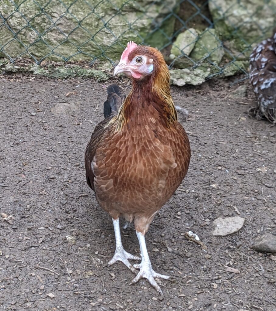 Poule de race Gauloise Beaujolais